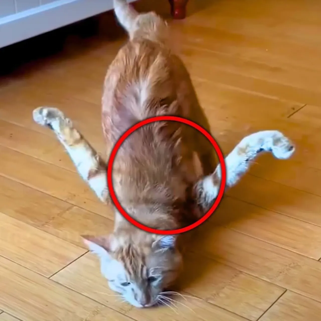 Cat's Resilient Journey: From Cruelty Victim to Hopeful Rebirth with a ...
