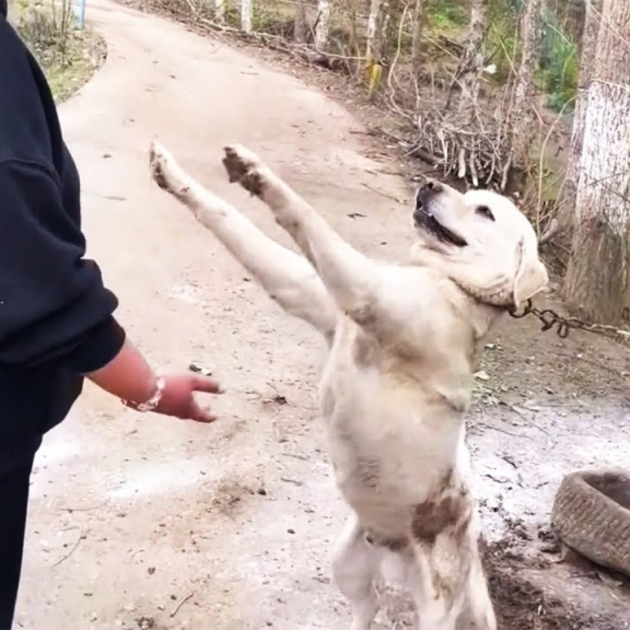 Chains to Cheer: Labrador Dabai Finds New Life After Heartfelt Rescue