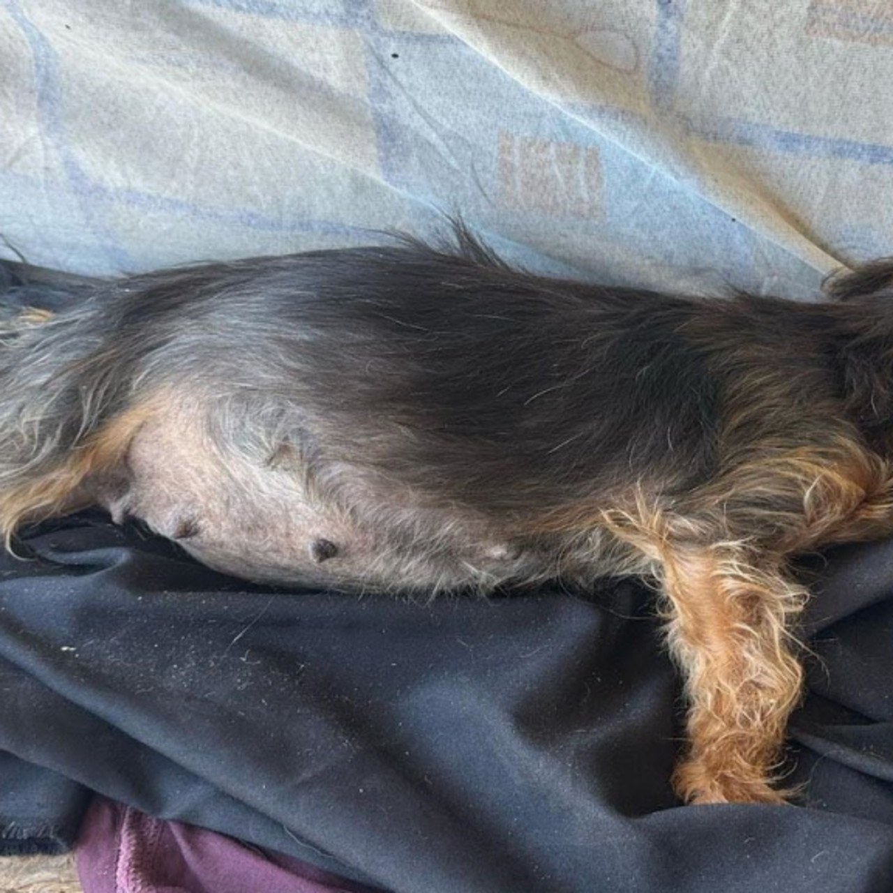 From Despair to Hope: Rescuing a Pregnant Dog and Her Fragile Pups in ...