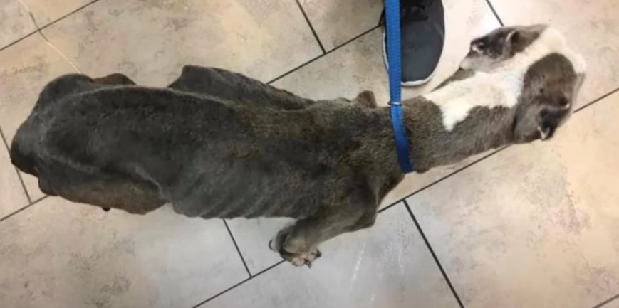 Trinity's Triumph: The Inspiring Journey of a Resilient Dog Overcoming ...