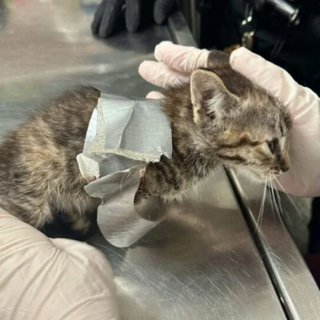 Resilient Kitten Roo Survives Duct Tape Ordeal Amid Shocking Animal Cruelty Case