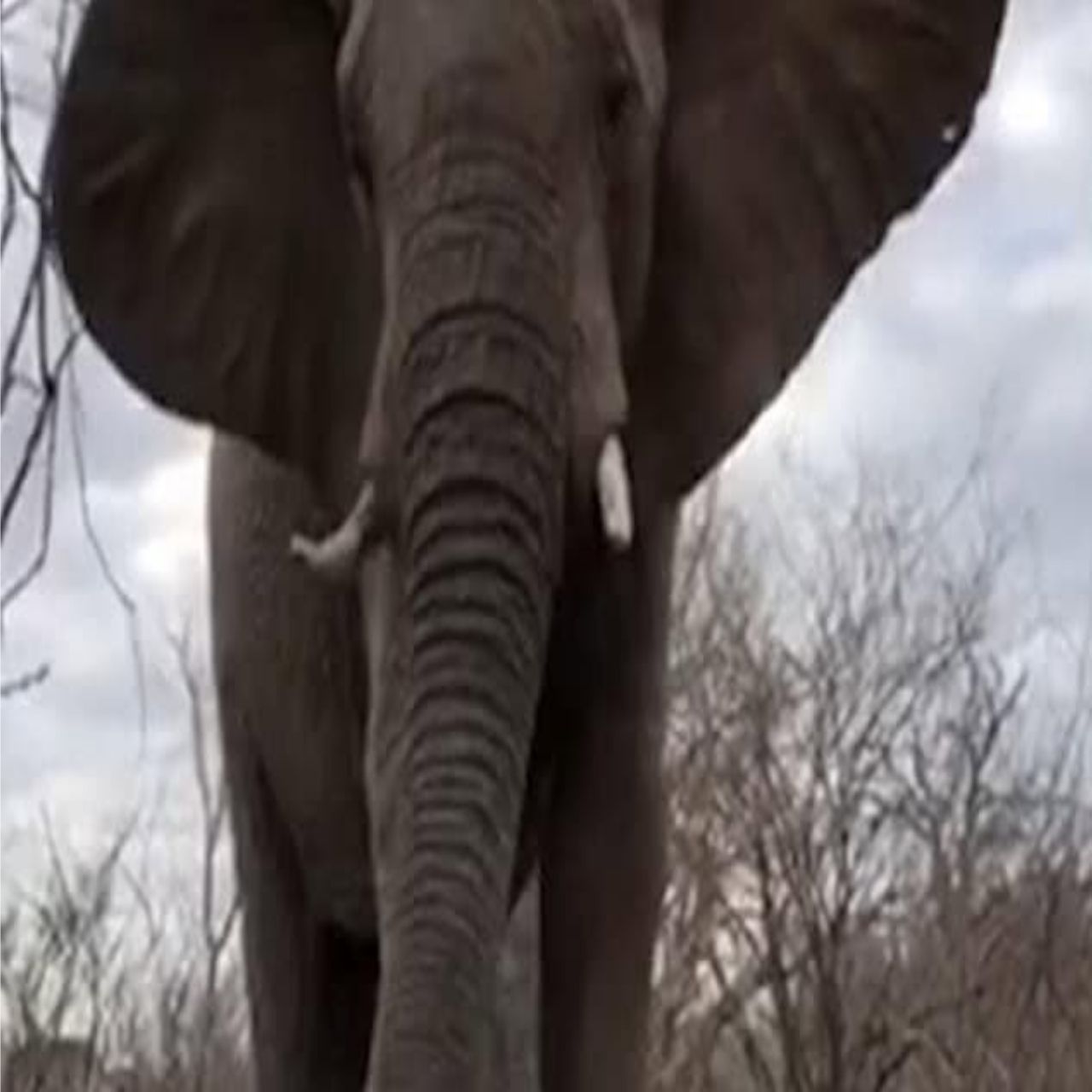 Close Encounter: Safari Guide Meets Elephant in South Africa