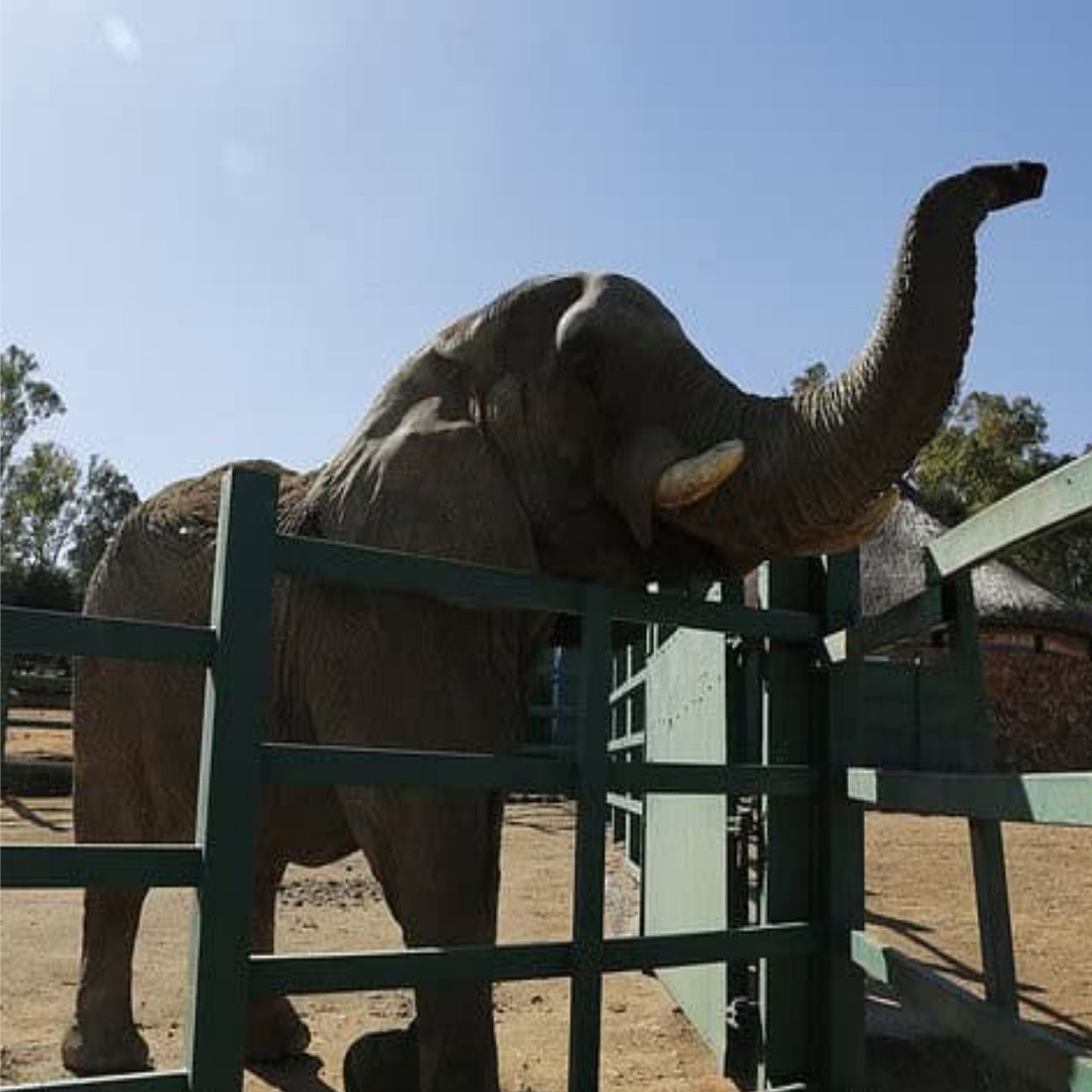 The Future of Lammie: A Call for Compassionate Relocation