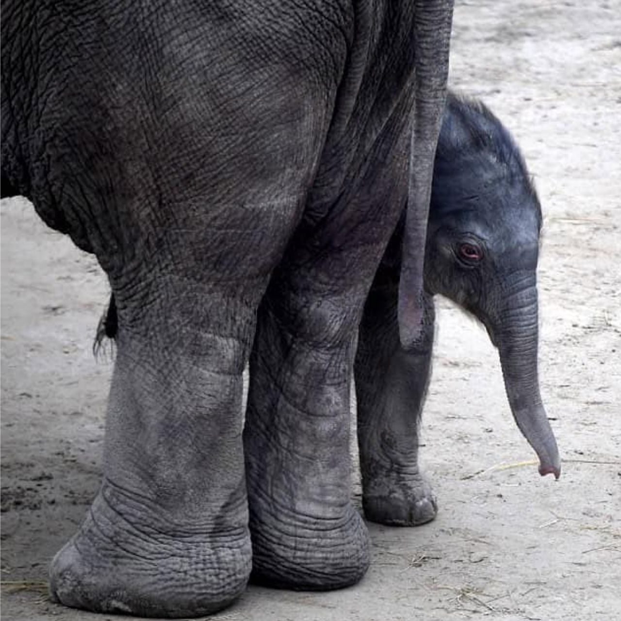 Adorable New Arrival: Asian Elephant Calf at Budapest Zoo