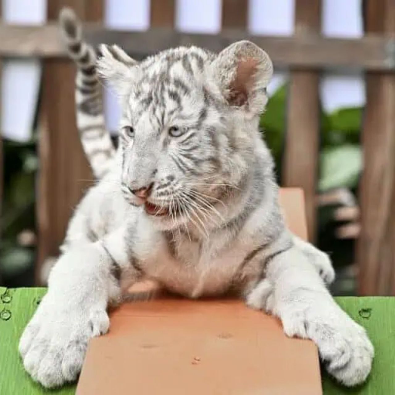 Adorable White Tiger Cubs Make Their Grand Debut at Chimelong Safari Park