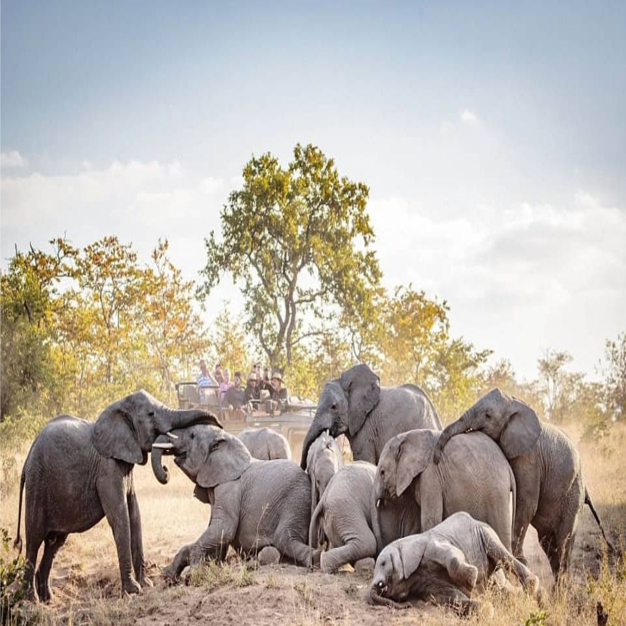 Playful Elephants Captivate Tourists in South Africa