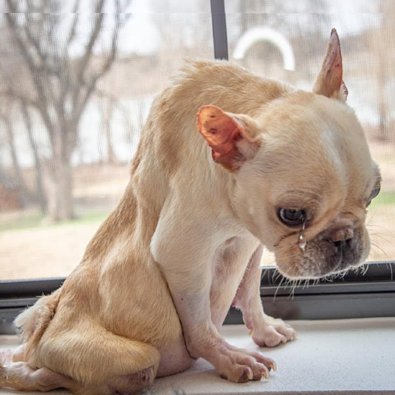 Born with His Front Legs on Backward, He Was Condemned to Death. Today ...