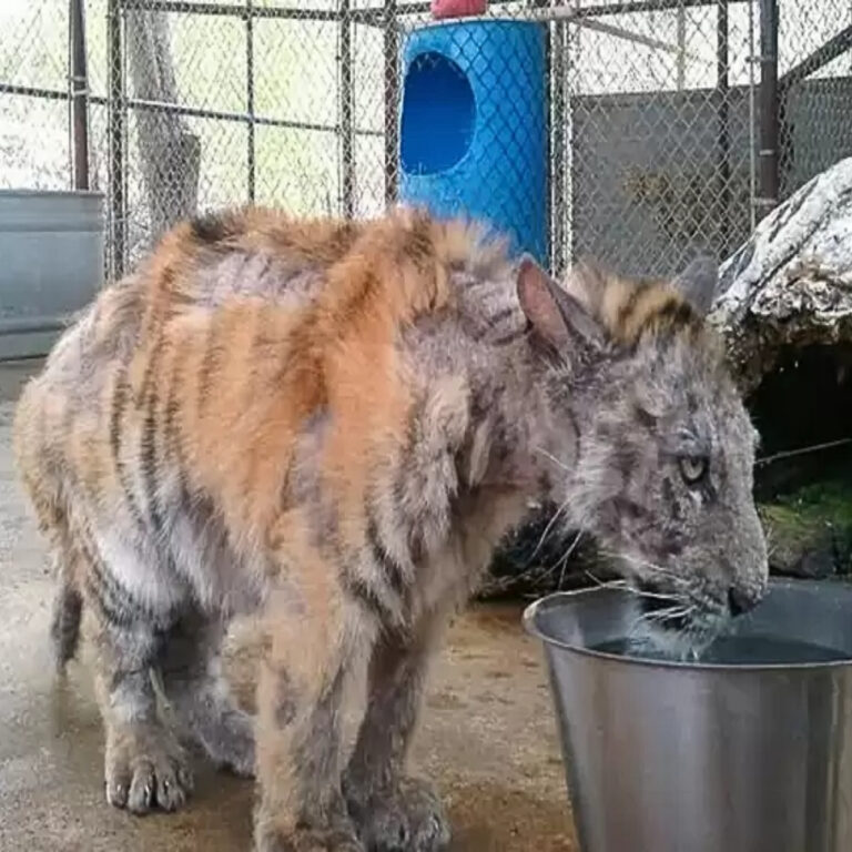 Rare Albino Eastern Grey Kangaroo Joyfully Born in Wildlife Sanctuary
