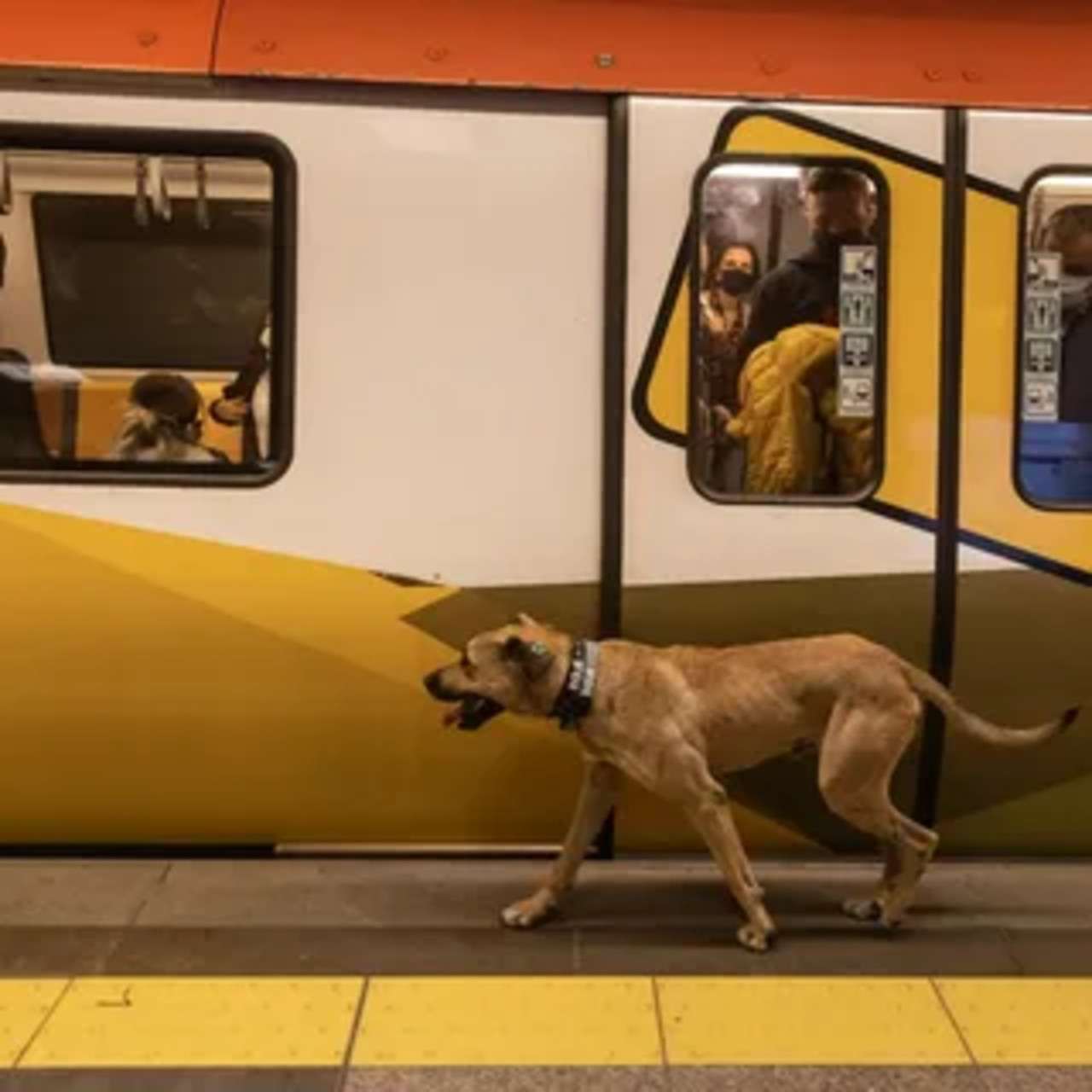 In the beautiful city of Istanbul, a stray dog named Boji has gained ...