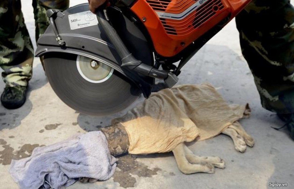 For Years, He Carried a Heavy Iron Collar as a Cruel Burden. The Moment ...