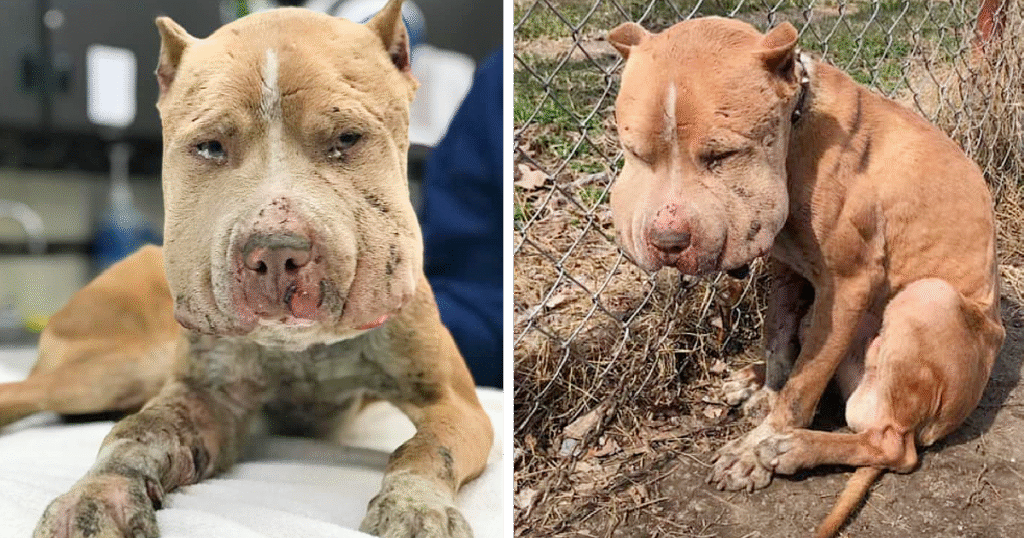 Rescued Bait Dog Marco Triumphs Over Adversity to Find a New Loving Family