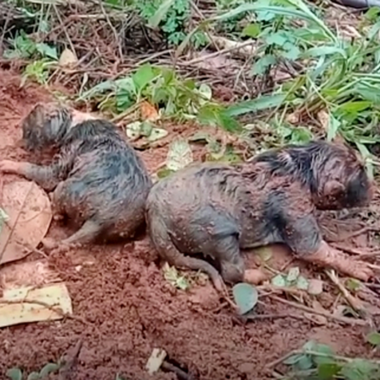 Community Heroes Unite to Save Mother Dog and Puppies Trapped in Mud