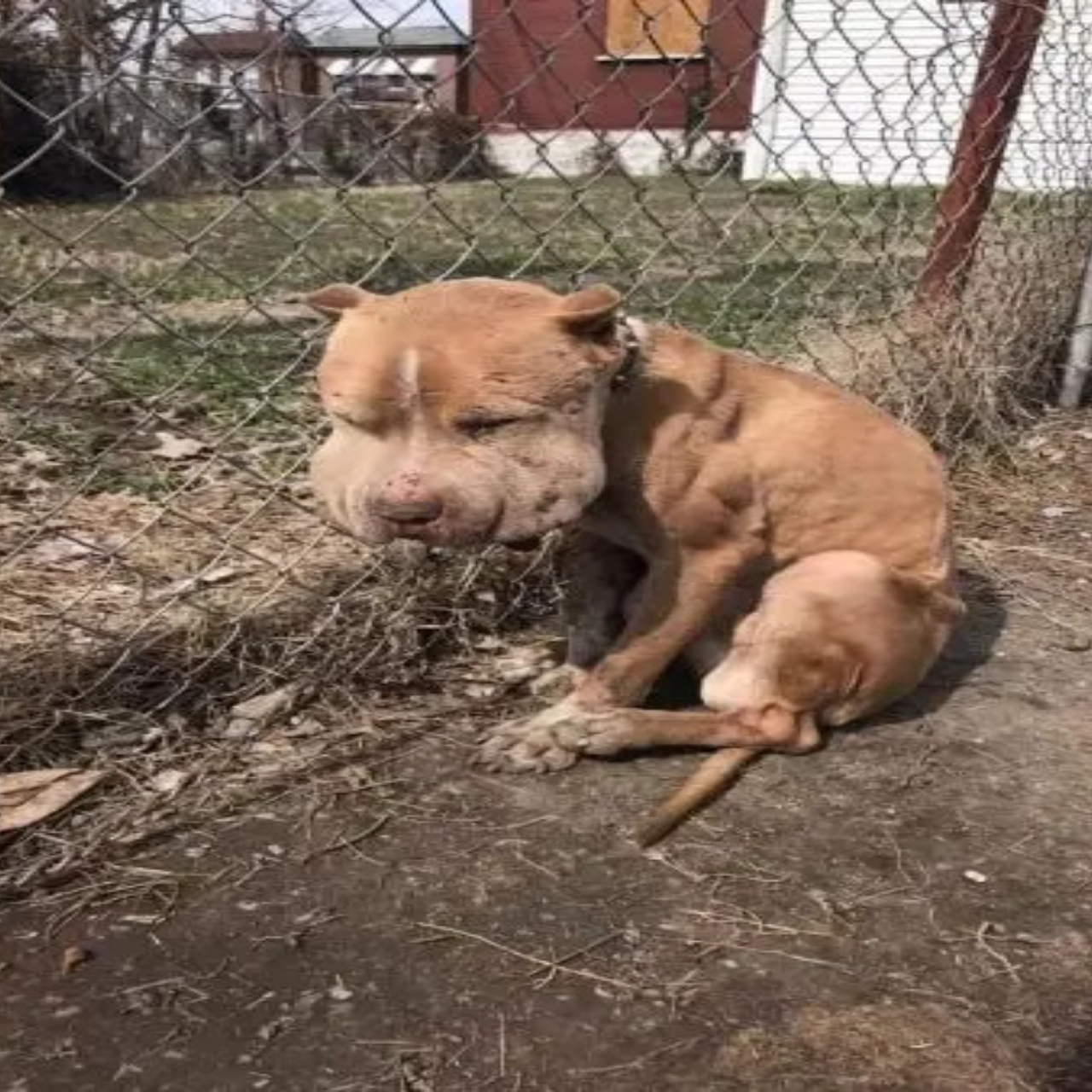 From Desperation to Devotion: Rescued Dog Marco Finds Forever Home and ...