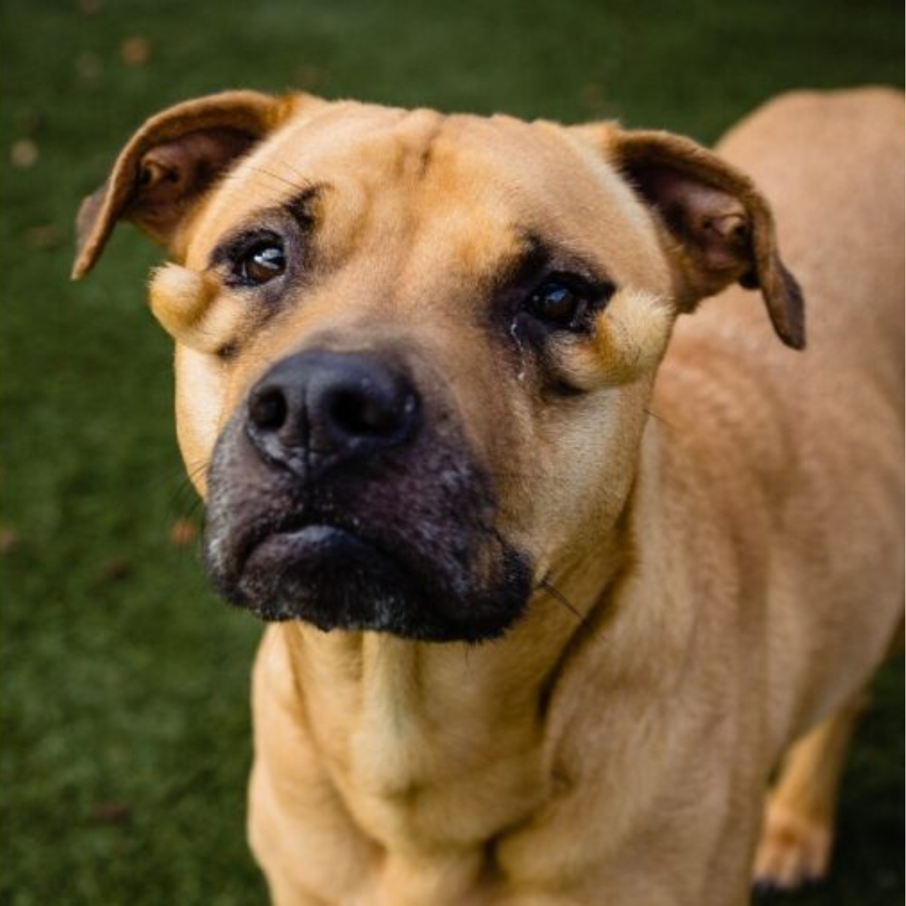 From Rescue to Bliss: How Social Media and Kindness Gave Lena a Forever ...