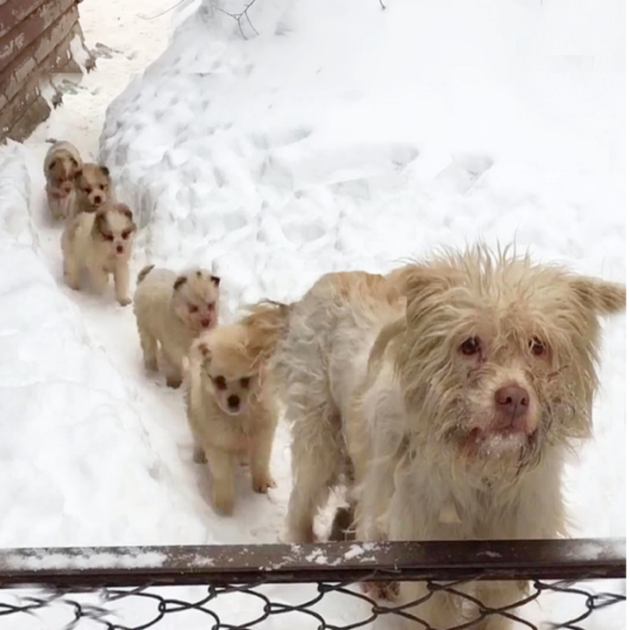 From Rescue to Joy: Abandoned Puppies and Mother Find Forever Homes