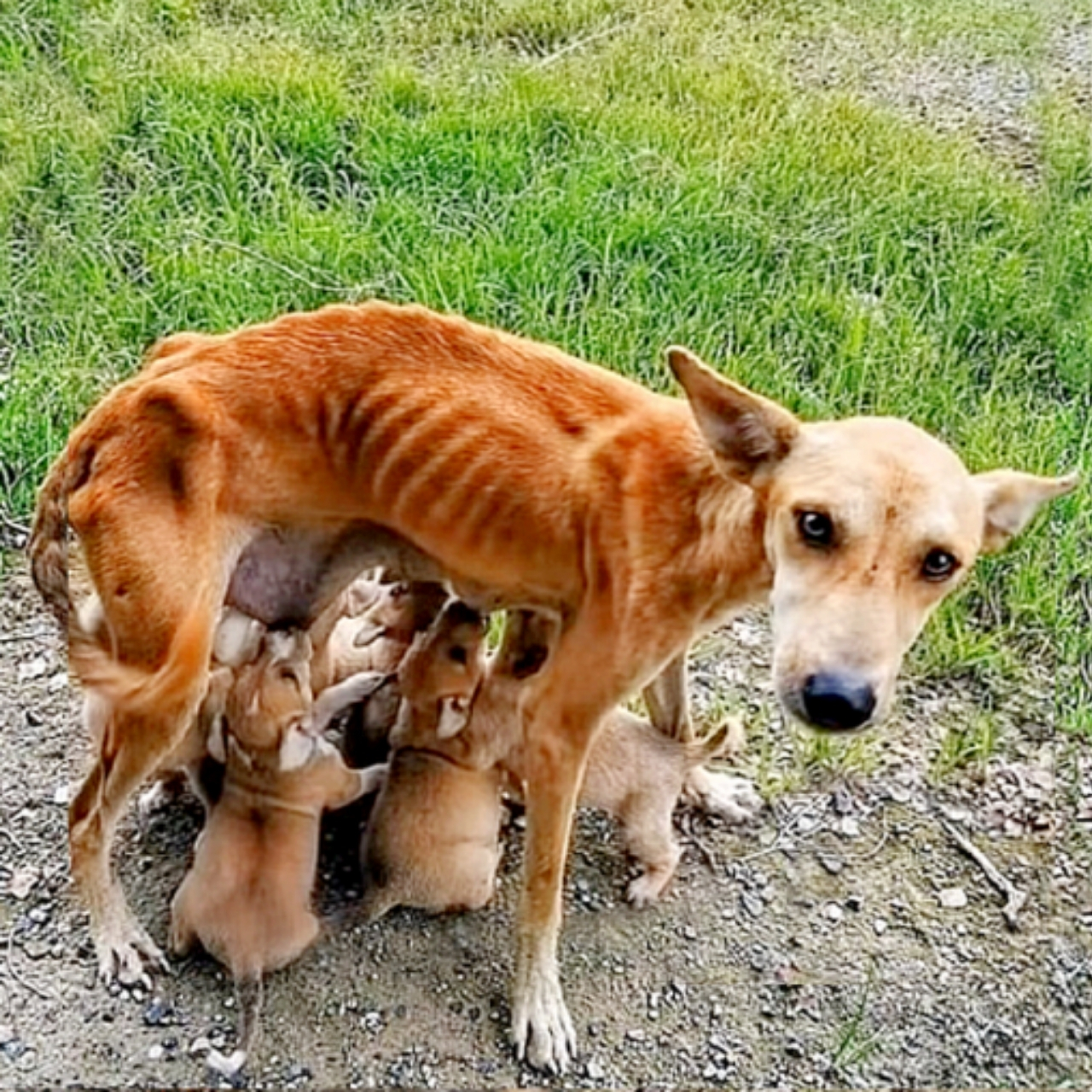 Hope's Rescue: From Heartbreak to Home for a Brave Dog and Her Puppies
