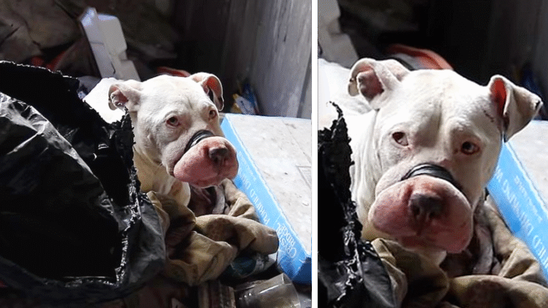 Bait Dog Rescue Exposé: Shedding Light on Cruelty and Inspiring Hope ...