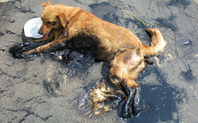 From Despair to Hope: Max the Dog's Remarkable Rescue Inspires ...