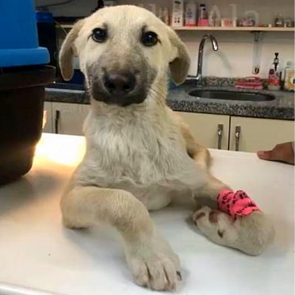 Once Chained and Abandoned, This Dog Is Now a Shining Queen of Strength