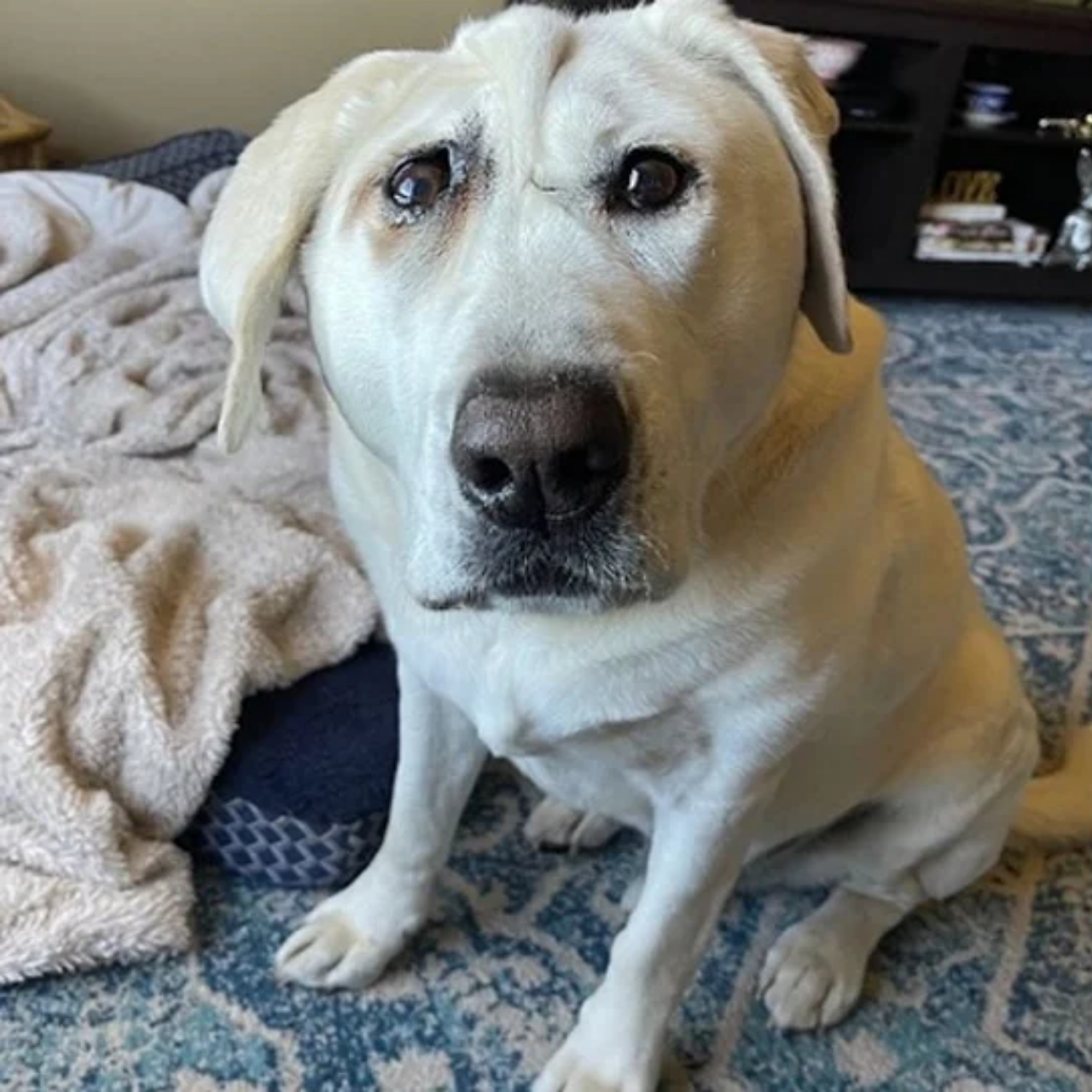 From Neglect to New Beginnings: The Heartwarming Journey of Beaux Tox ...