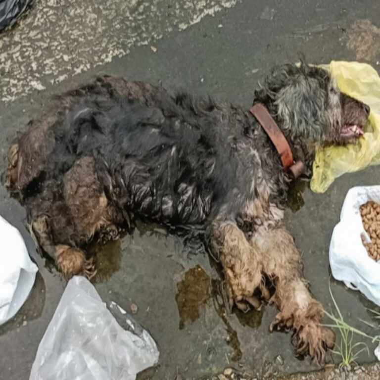 From Shadows to Hope: The Heartbreaking Journey of Lipe the Resilient ...