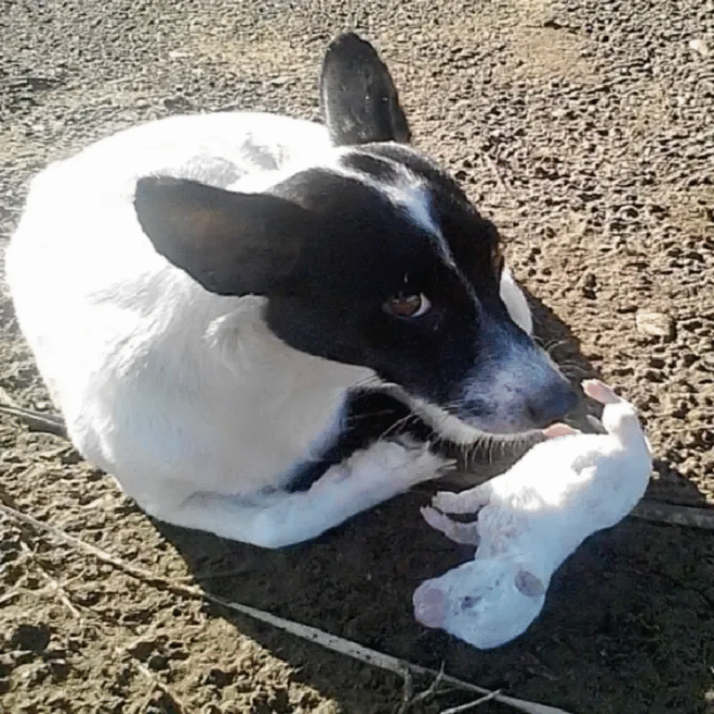 Grieving Dog Bettie Touches Hearts by Tenderly Burying Her Pup, Video ...