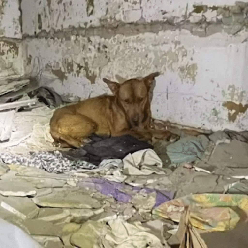 Lost Dog Rescued from Abandoned Building Finds Hope and Comfort at St ...