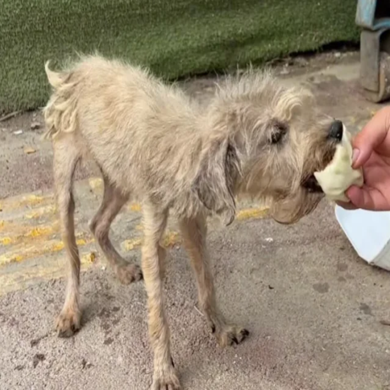 Stray Dog's Journey from Despair to Joy: A Heartwarming Tale of Rescue ...