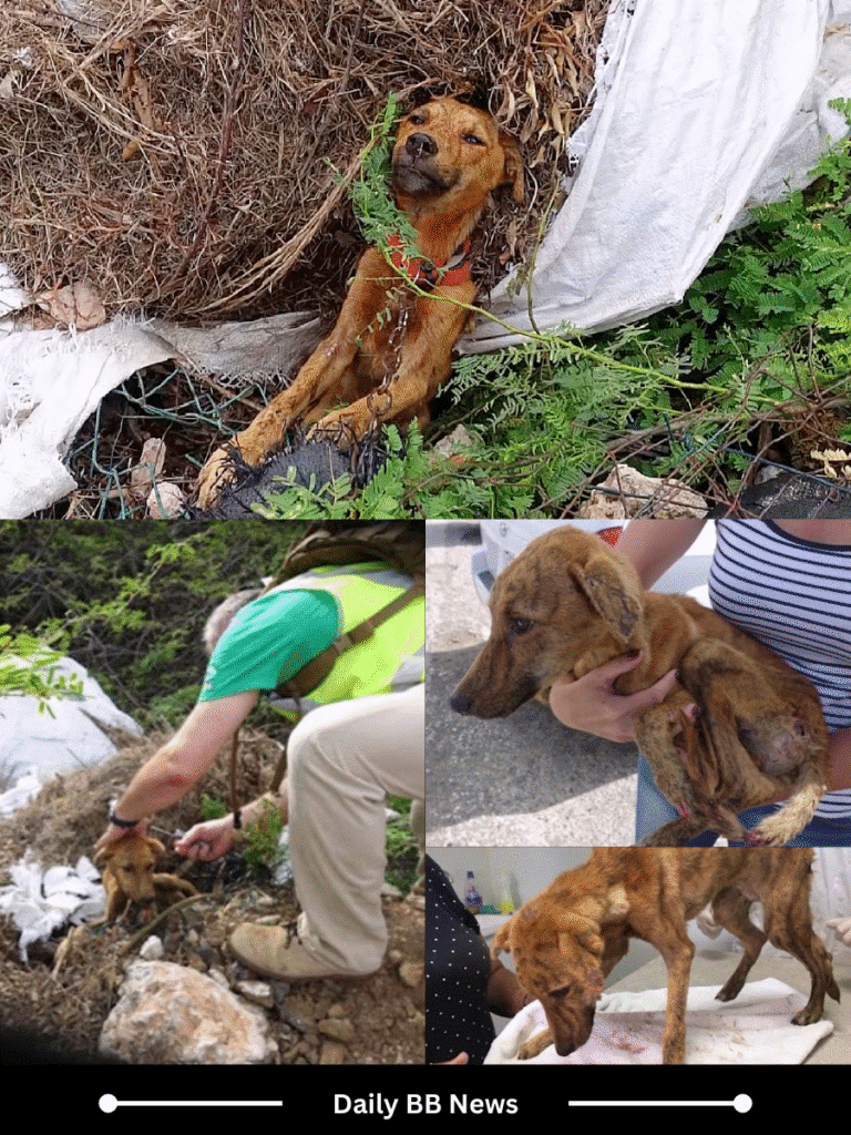 Rescued Dog Alex Finds New Life After Heartwarming Transformation