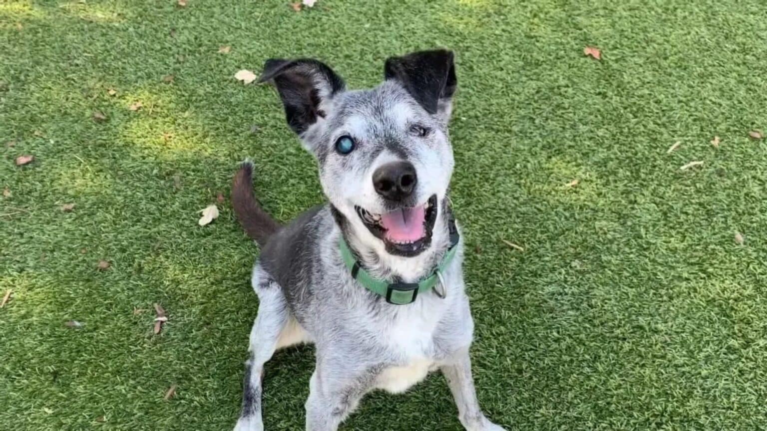 Old Dog Ace Finds Final Joy at Sanctuary After Wildfire Adventure