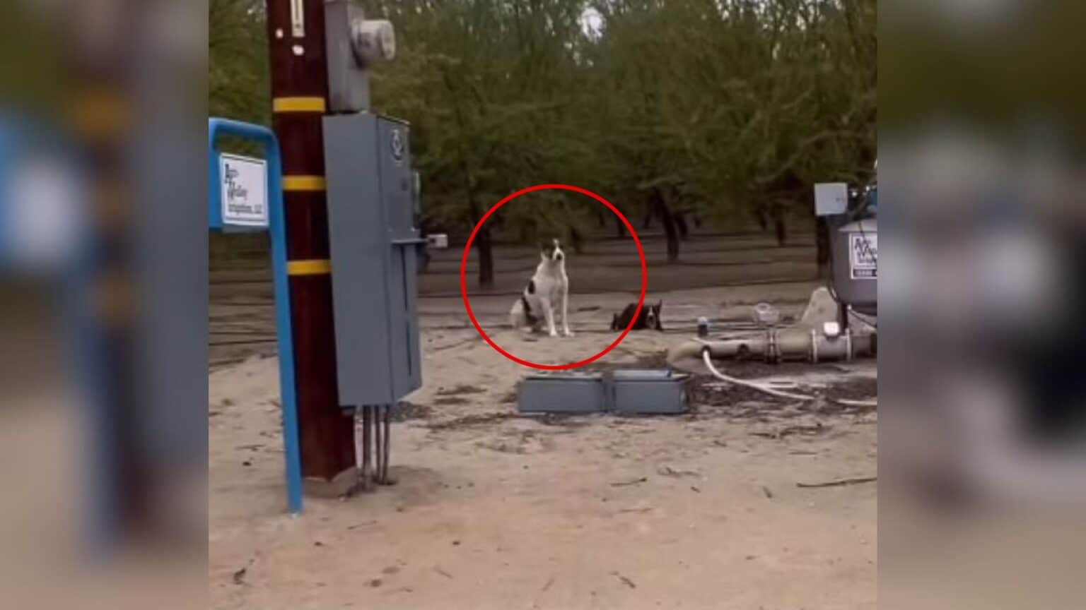 Stray Dogs Find Hope and Safety Thanks to Kindhearted Rescuer