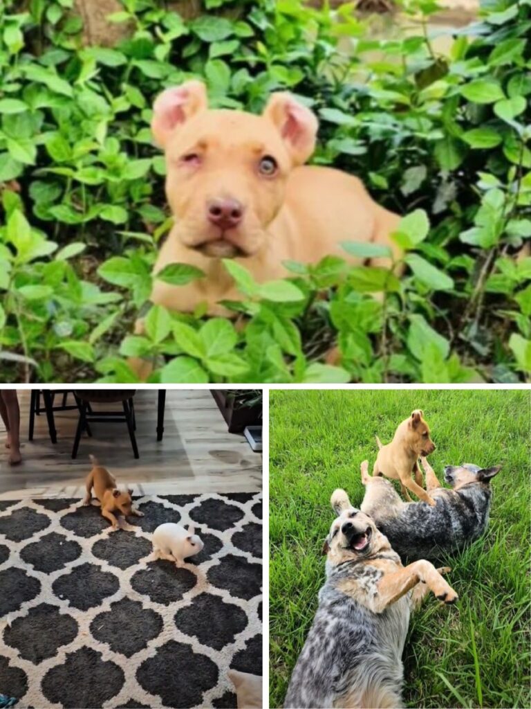 From Abandoned to Adored: Pablo the Puppy Wins Hearts with Unlikely ...