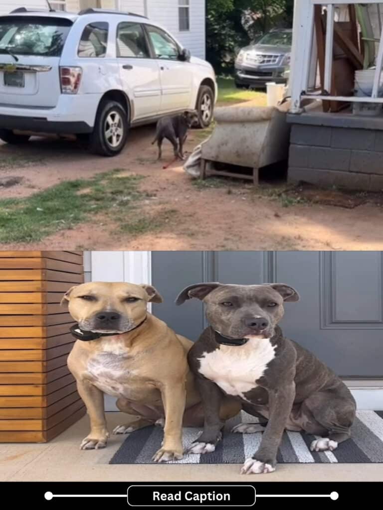 From Neglect to Renewal: The Transformative Journey of a Groomed Dog