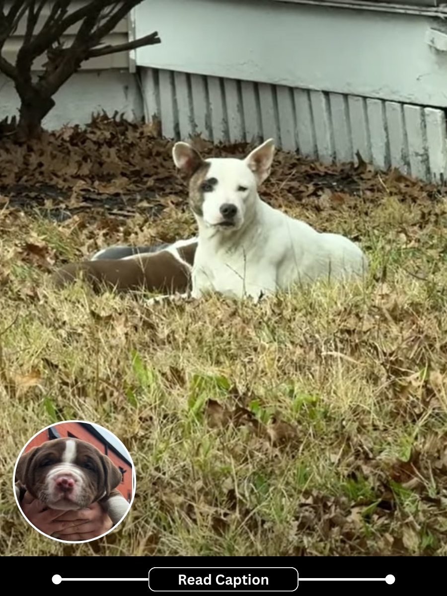 From Cold Streets to Cozy Homes: The Heartwarming Rescue of Chipmunk ...