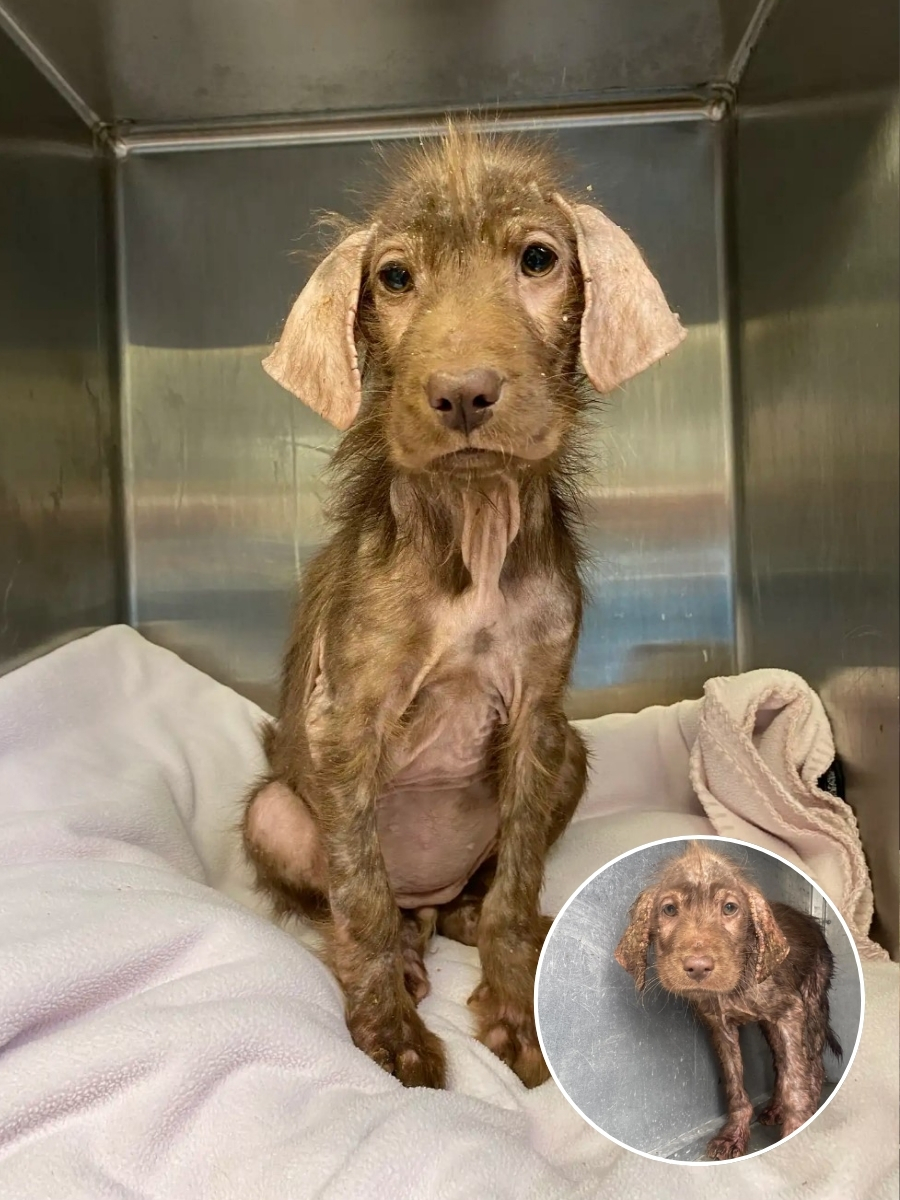 From Neglect to Fluff: How Love Transformed Winnie the Dog