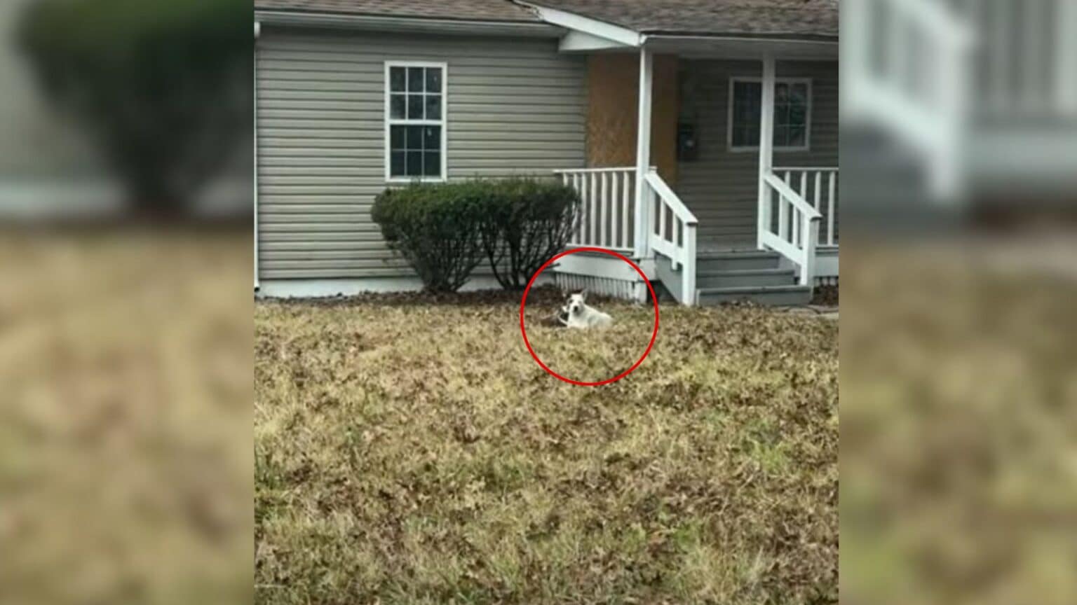 From Cold Streets to Cozy Homes: The Heartwarming Rescue of Chipmunk ...