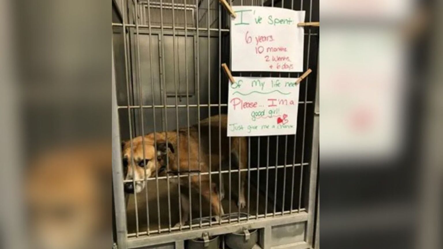 From Overlooked to Loved: Ginger's Heartwarming Transformation Spurs ...