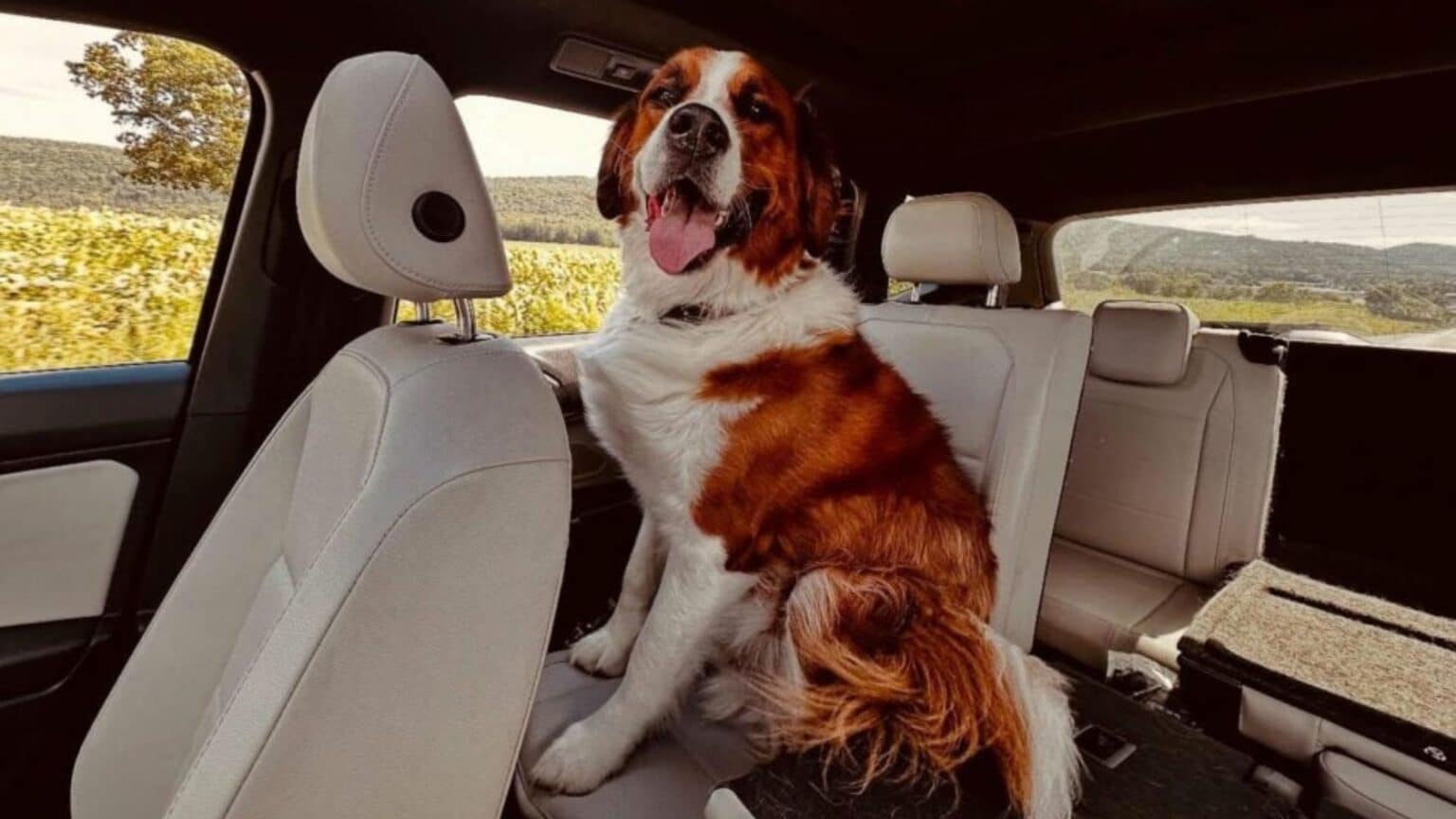 From Pint-Sized Pup to Gentle Giant: Milo's Heartwarming Journey
