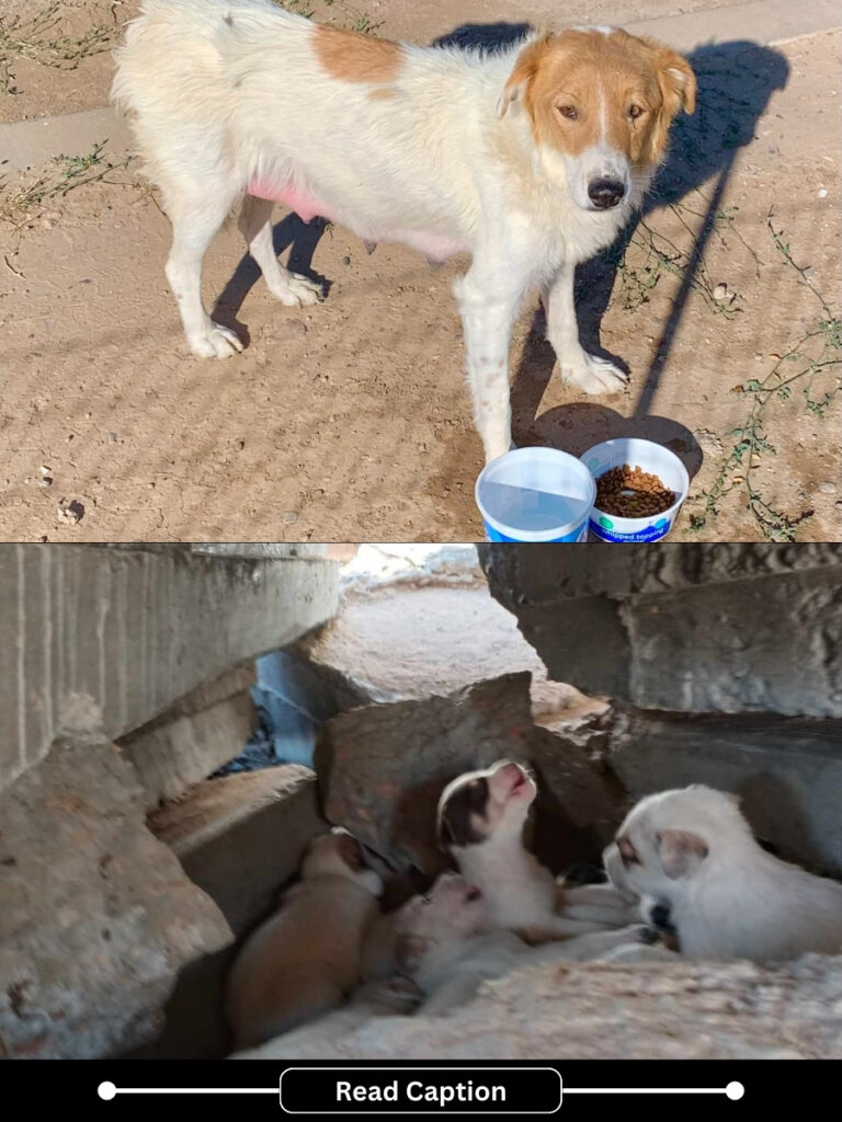 Rescue Mission: Saving Shuri and Her Pups from Peril