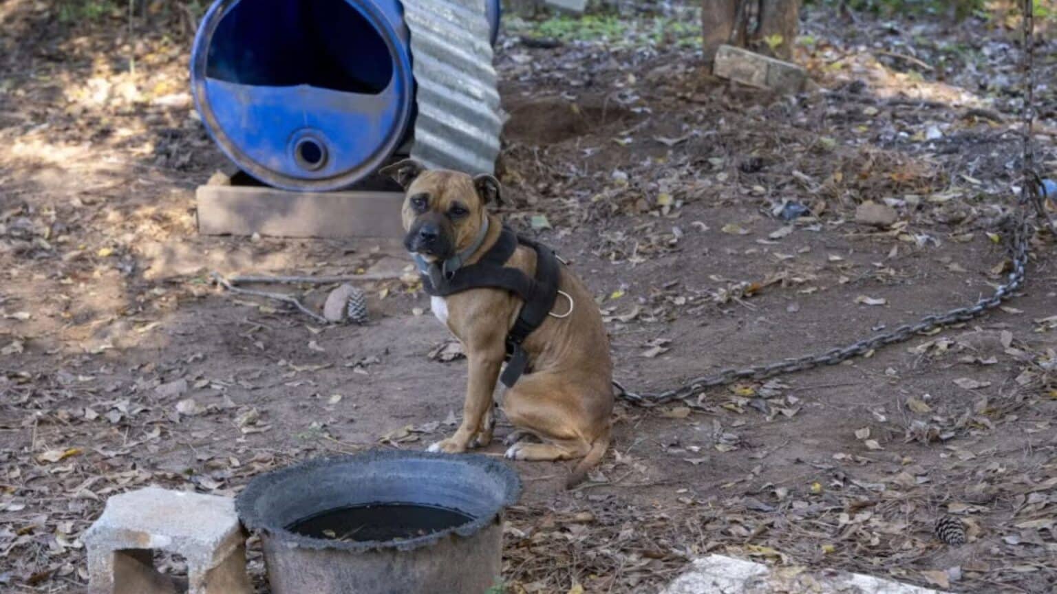 Rescue Mission Uncovers Cruel Conditions in South Carolina Dogfighting Bust