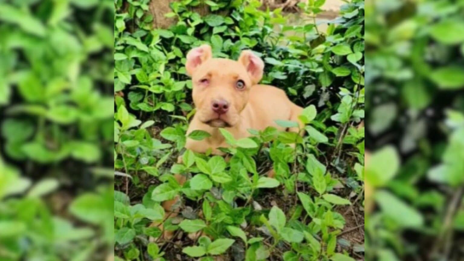 From Abandoned to Adored: Pablo the Puppy Wins Hearts with Unlikely ...