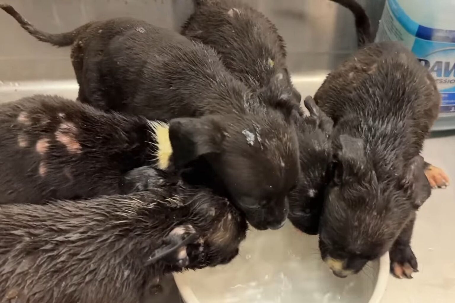 Bus Driver's Quick Action Saves Six Stranded Puppies in St. Louis
