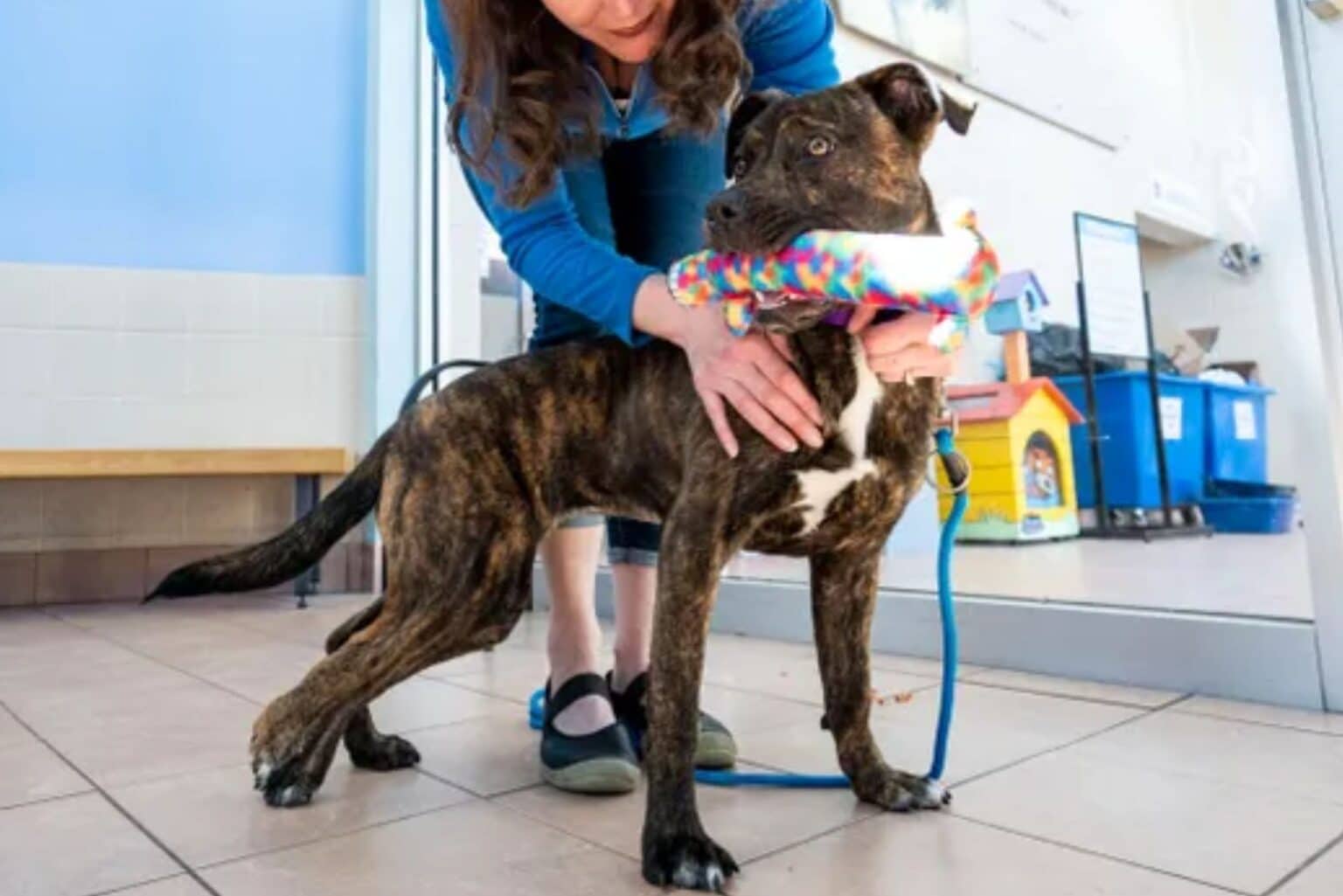 Bella's Journey: Finding a Forever Home for the Five-Legged Puppy