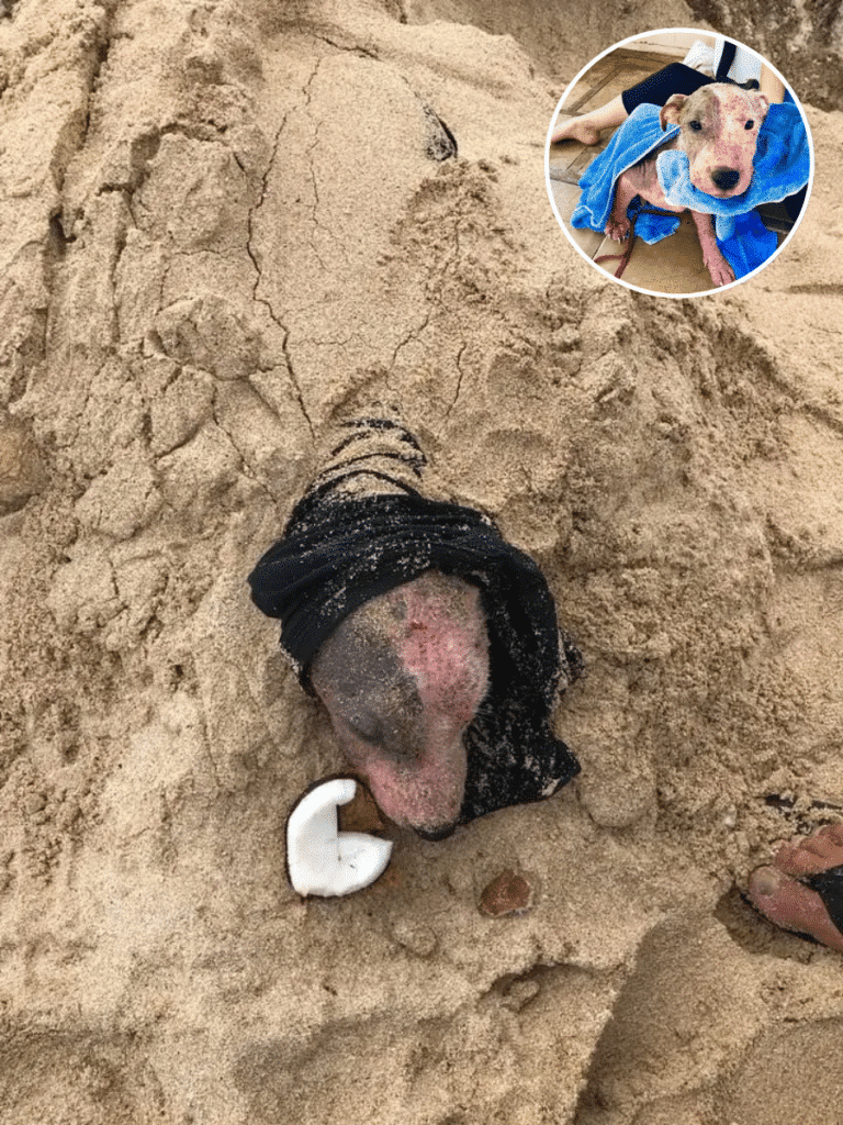 From Buried Alive to Thriving: A Dog's Heartwarming Journey to Her ...