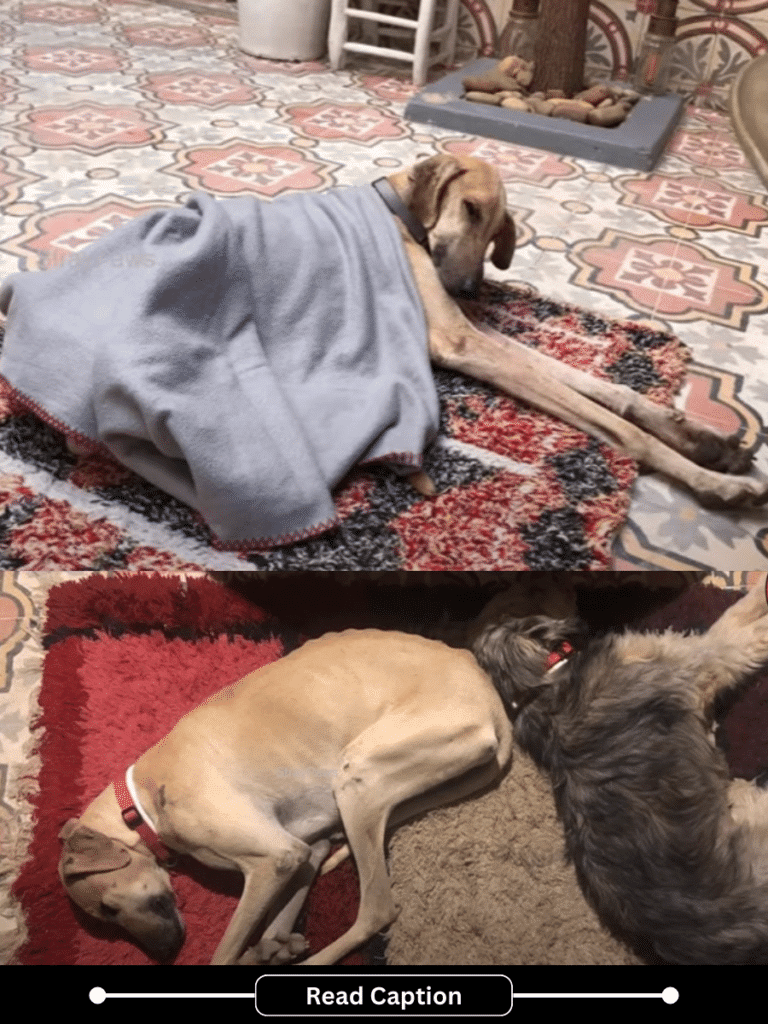 From Streets to Sanctuary: Sam the Dog's Incredible Transformation and ...