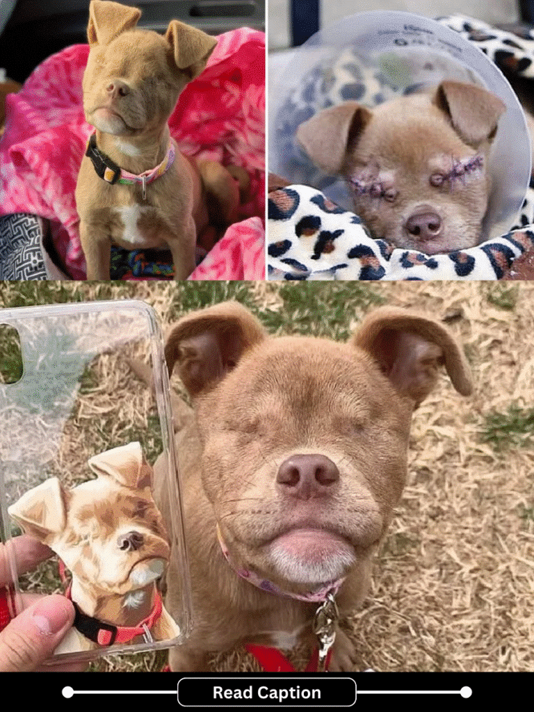 Puddin's Tale: From Blindness to Bravery, Inspiring Thousands with Love ...