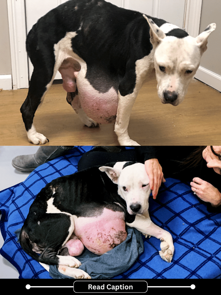 Rescue Dog Nina Triumphs Over Tumor and Trauma, Embarks on New Journey ...