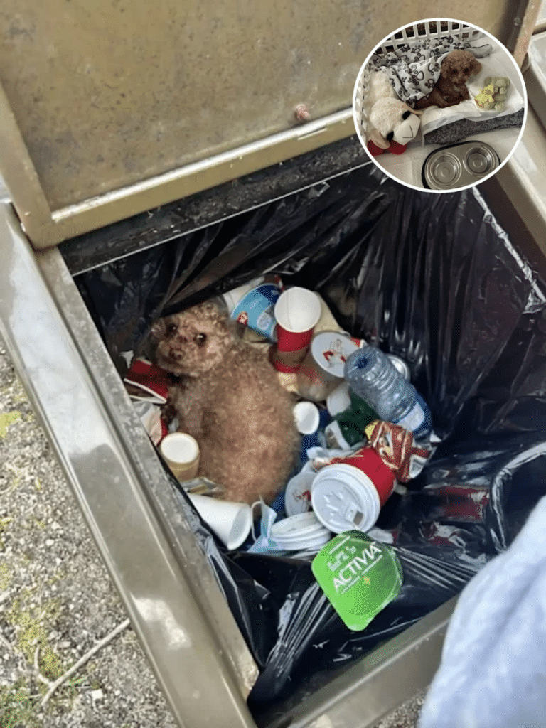Rescued Oscar Finds Forever Home After Being Saved from Park Trash Can