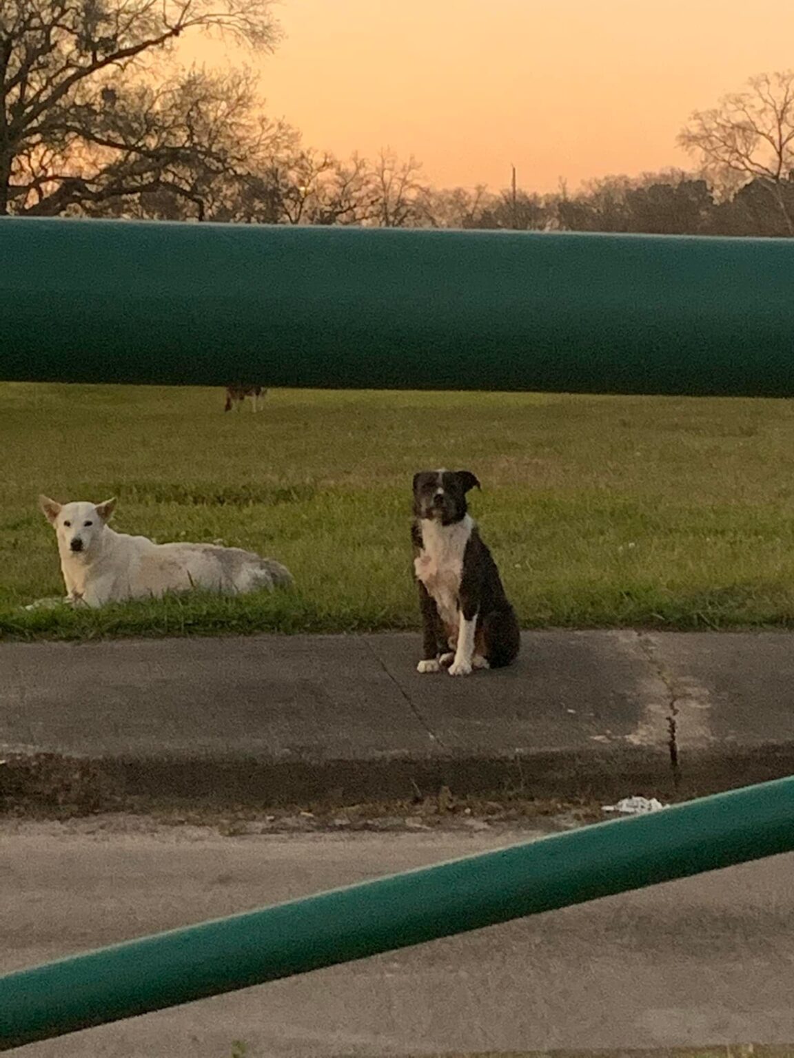 Unbreakable Bond: Stray Dog Stays by Injured Friend's Side Until Help ...
