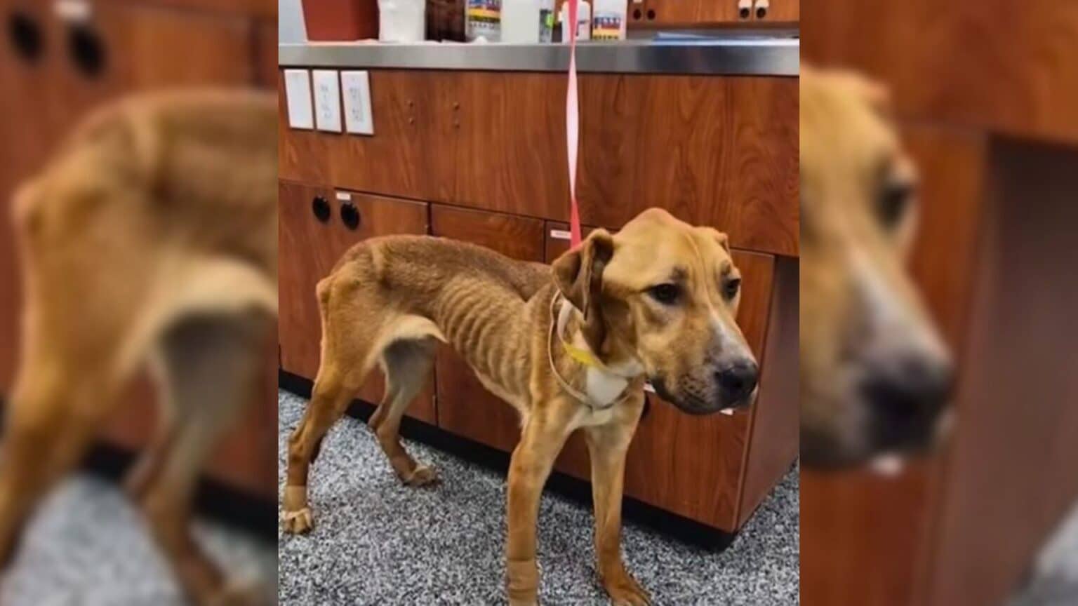 Rescue Mission Exposes Hidden Cruelty in Dog Shelter Scam